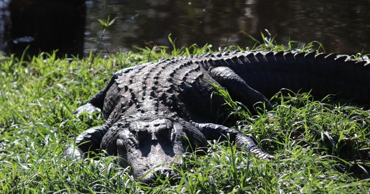 Alligator filmed jaywalking in Montreal returned to owner
