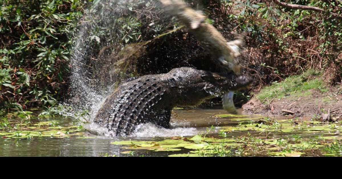Woman attacked by crocodile in Australia
