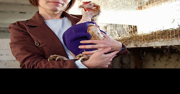 How bald chickens help troubled kids