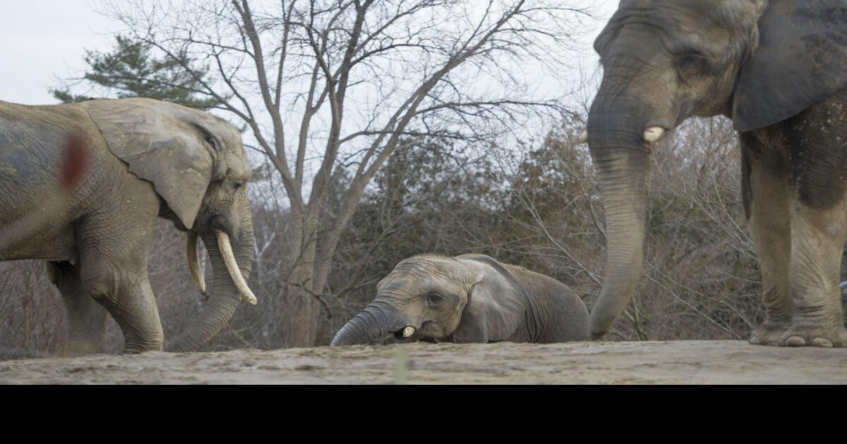 How do you move an elephant?