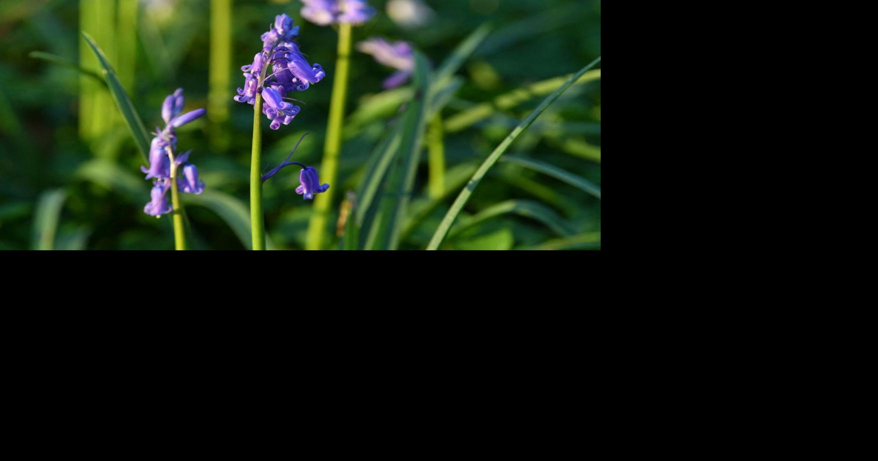 Feeling blue in today’s world? Head for Belgian bluebells!