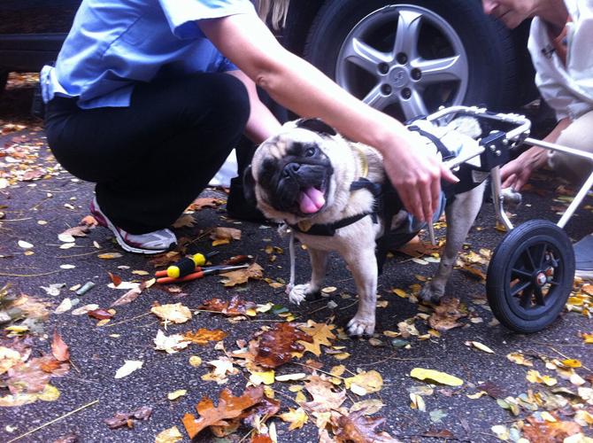 The Fixer: Disabled pug pounds pavement in new wheelchair