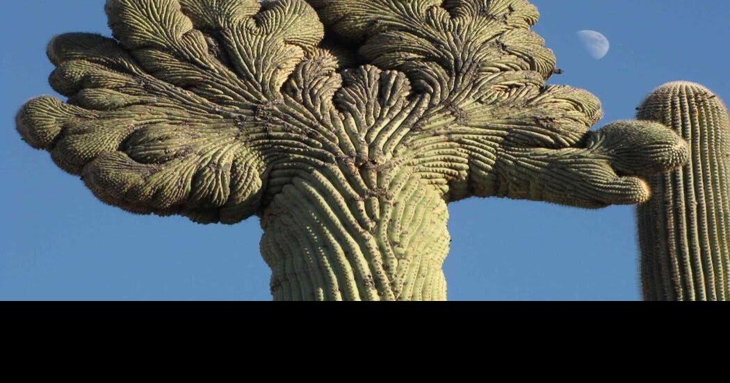 These mutant cacti suggest that there are better ways to battle cancer