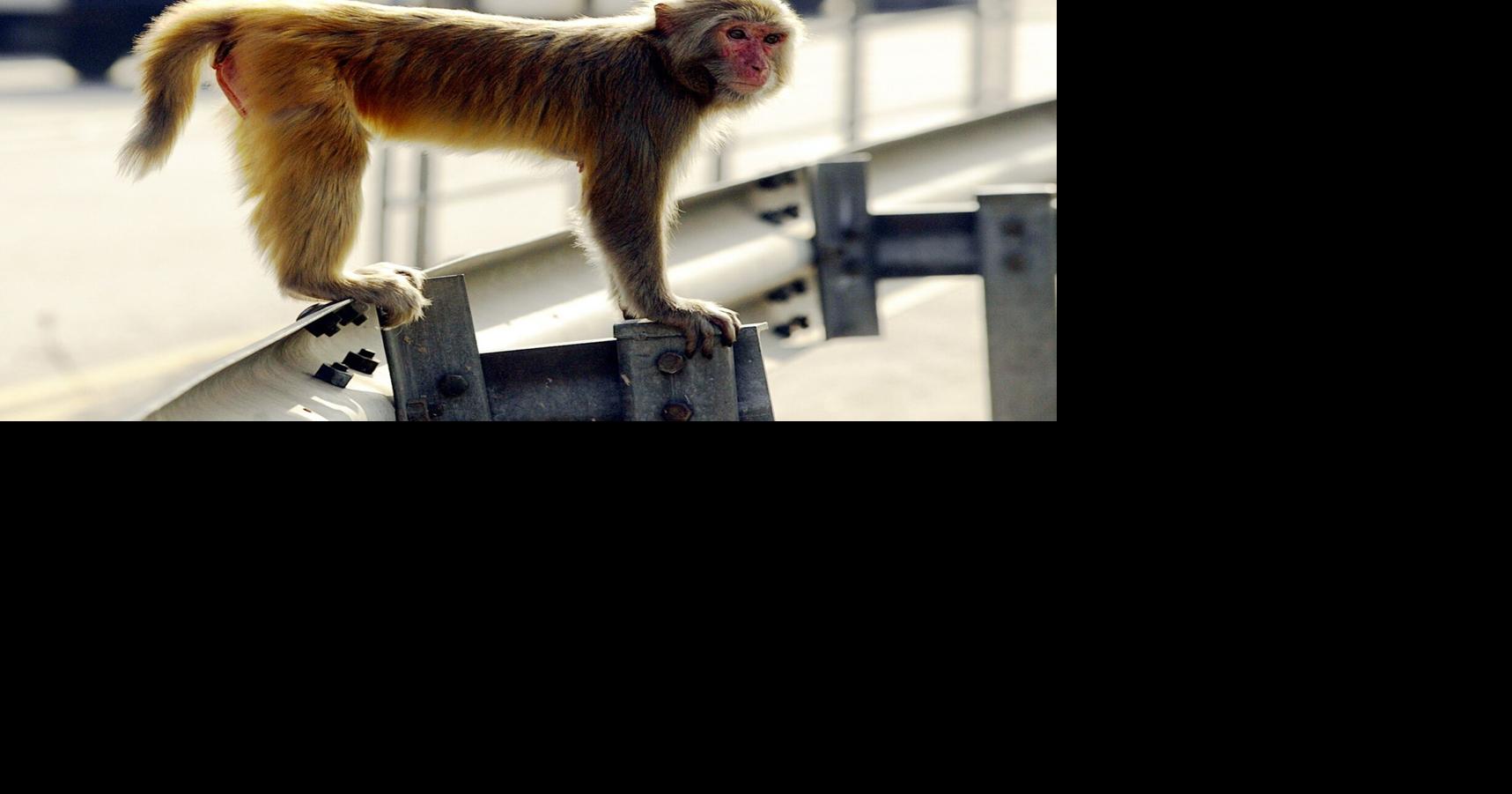 Locals on alert after 43 monkeys escaped in South Carolina