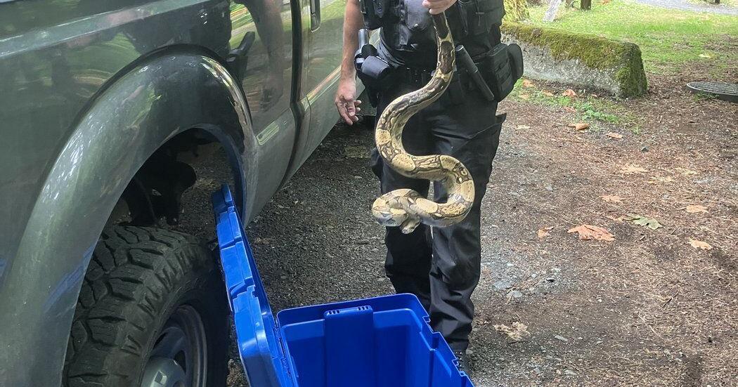 Search for another Vancouver Island boa constrictor prompts warning ...