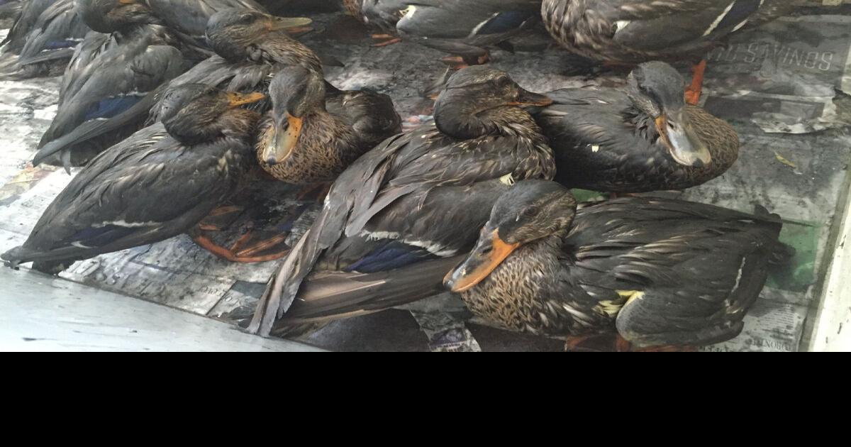 Ducks cleaned up after mineral oil spill return to the wild