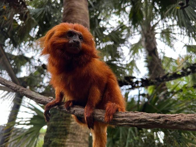 Golden lion tamarins and sloths become unlikely roommates at Palm Beach Zoo