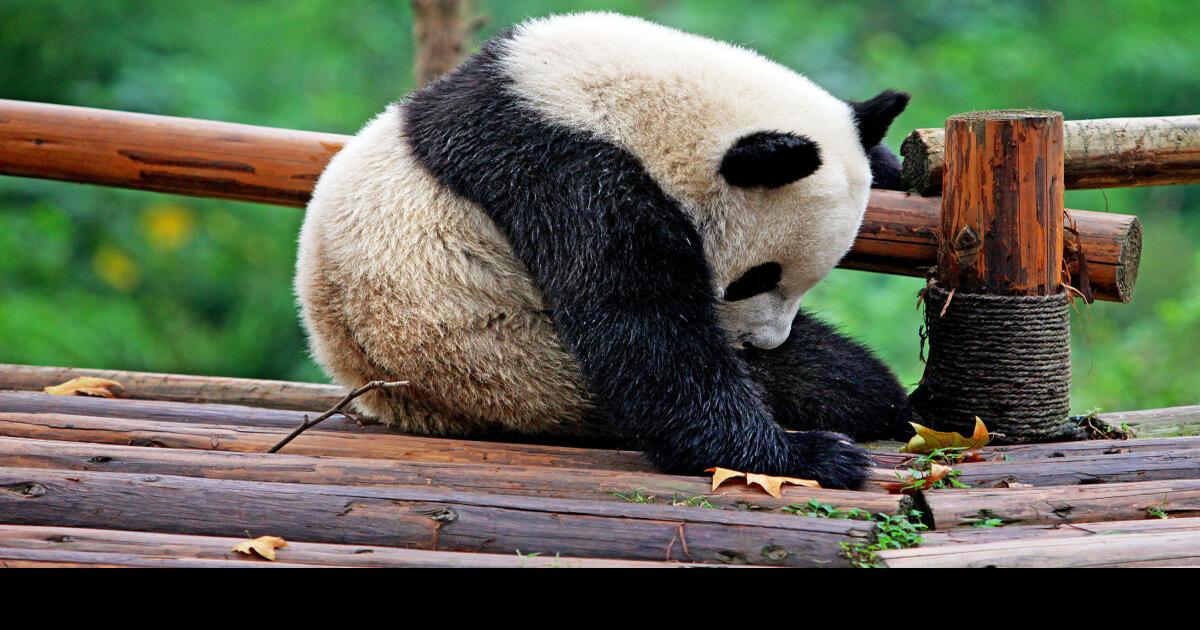 Why do we bother saving the pandas?