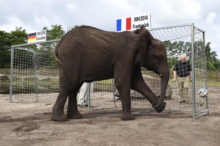 Toronto Zoo sloth joins pantheon of World Cup animal oracles
