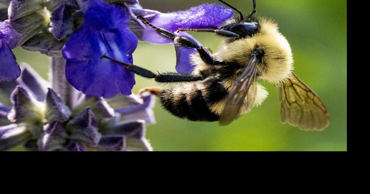 5 million bees fall off truck, drivers told to keep windows closed ...
