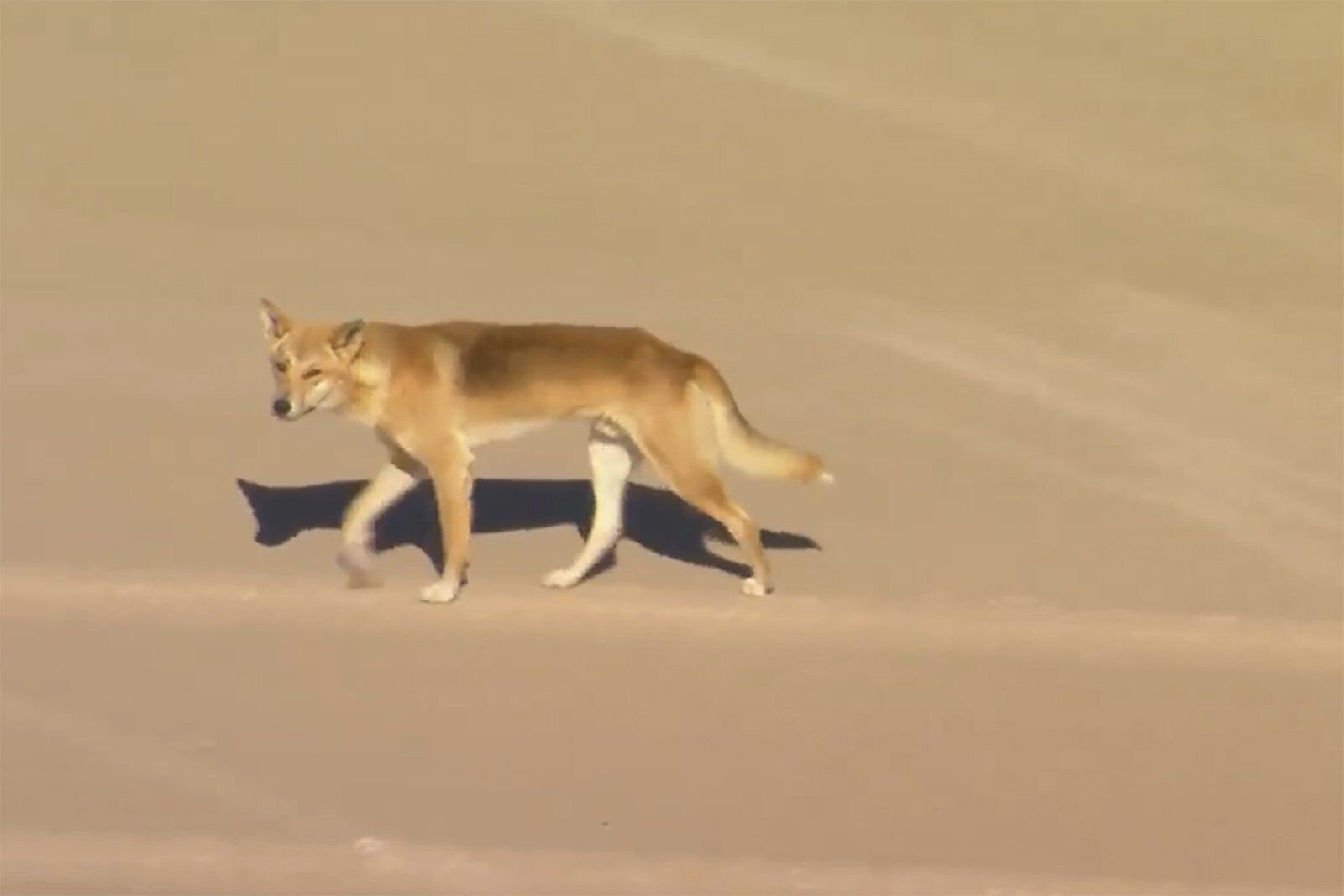 Young Canadian’s death cast spotlight on Australia’s dingoes