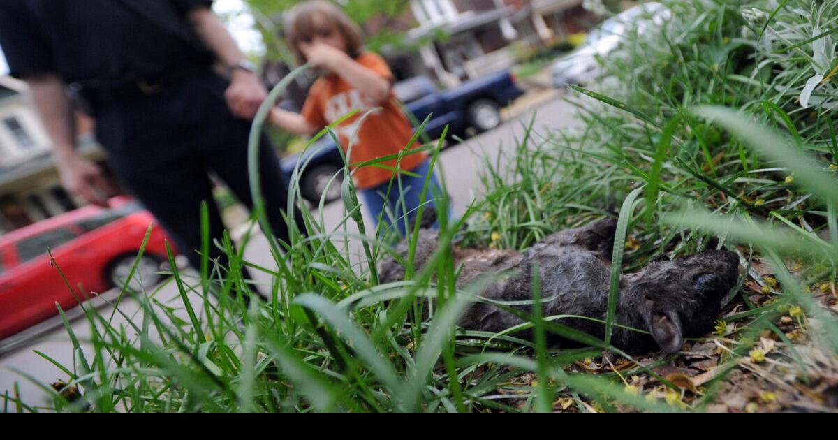 Road kill: 3,000 raccoons, 1,300 cats and more are casualties of city ...