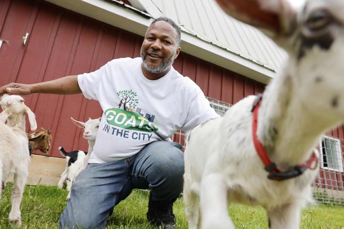 A herd of goats has important work to do in Toronto this week