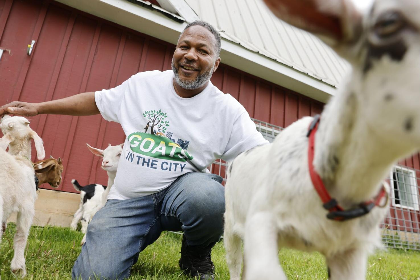 A herd of goats has important work to do in Toronto this week