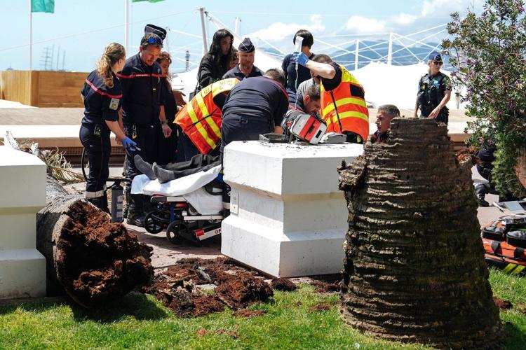 Palm tree falls on a person at Cannes Film Festival