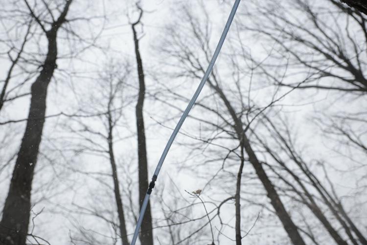 Canada has a national maple syrup reserve. It’s almost empty