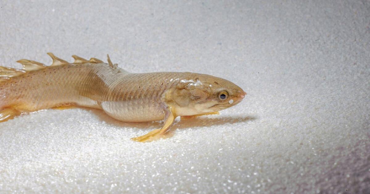 McGill University study into Polypterus fish offers a unique view into ...