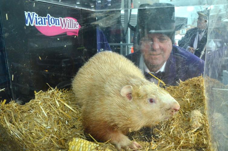 Should groundhog Wiarton Willie fear the raccoon’s shadow?