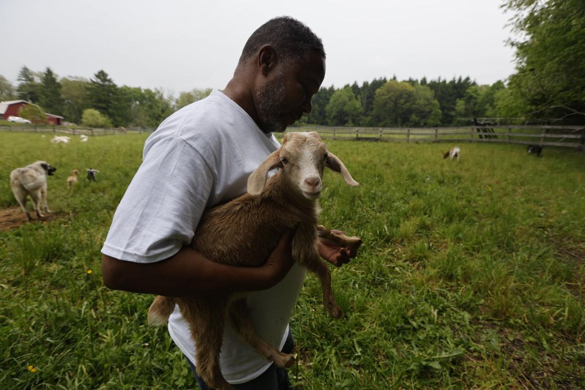 Goats baa-ack in Toronto to graze on invasive plants
