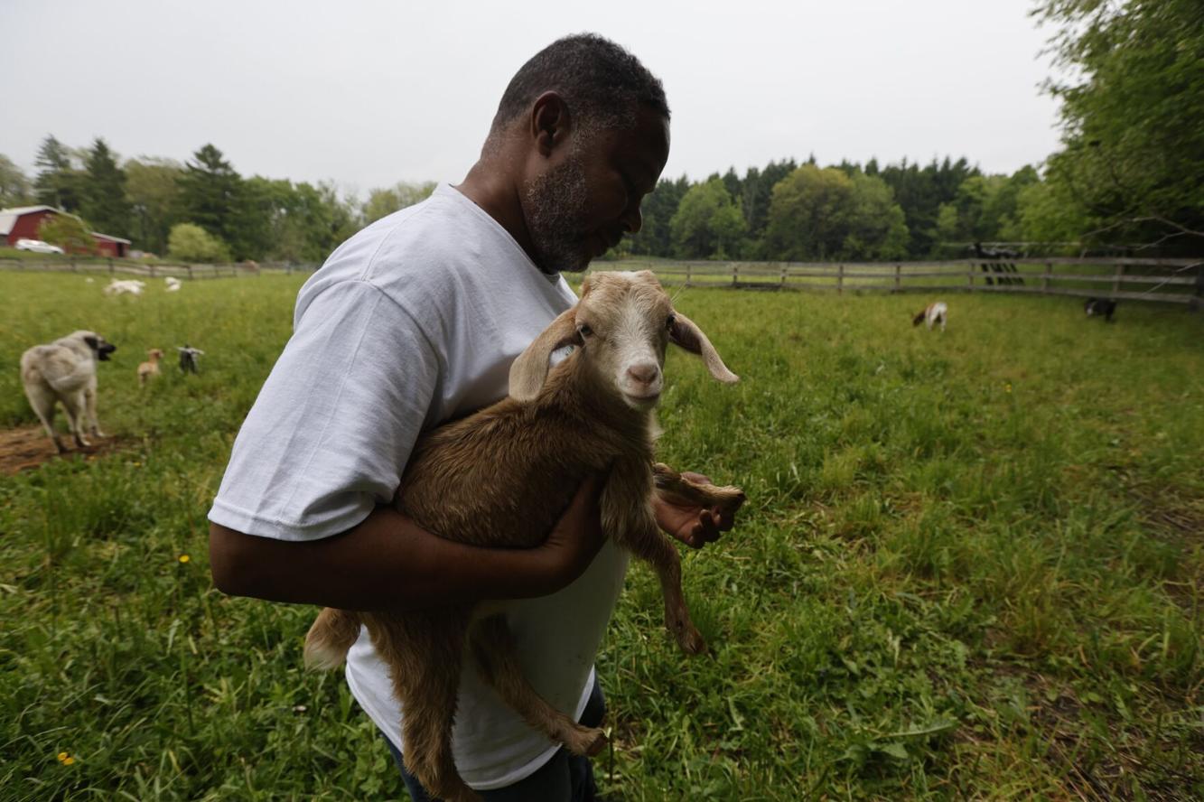 Toronto’s goats return to tackle invasive plants in Don Valley
