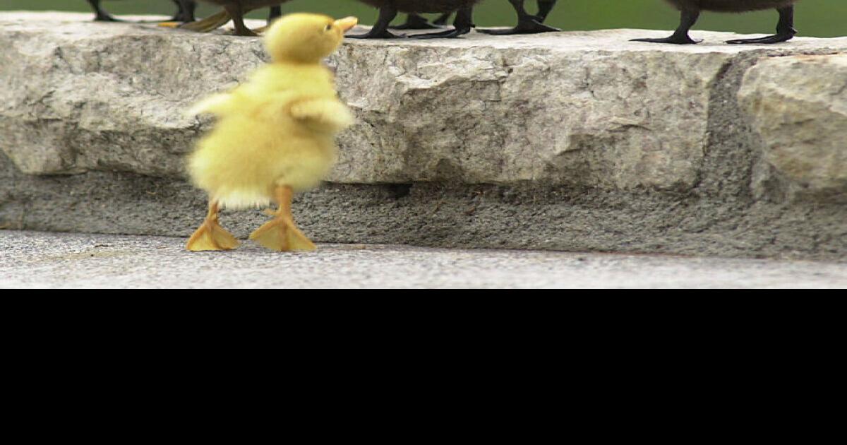 Stuck ducks saved by quacking phone