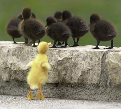 duck quacking ringtone