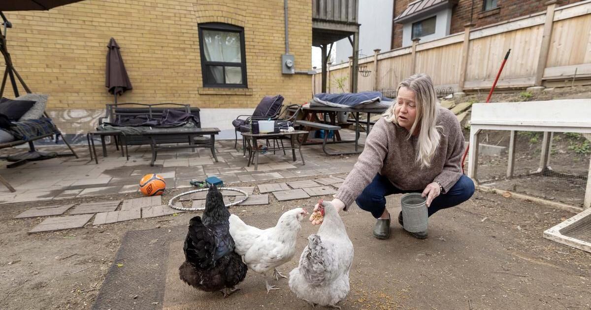 Why Toronto’s backyard hens program may be about to end