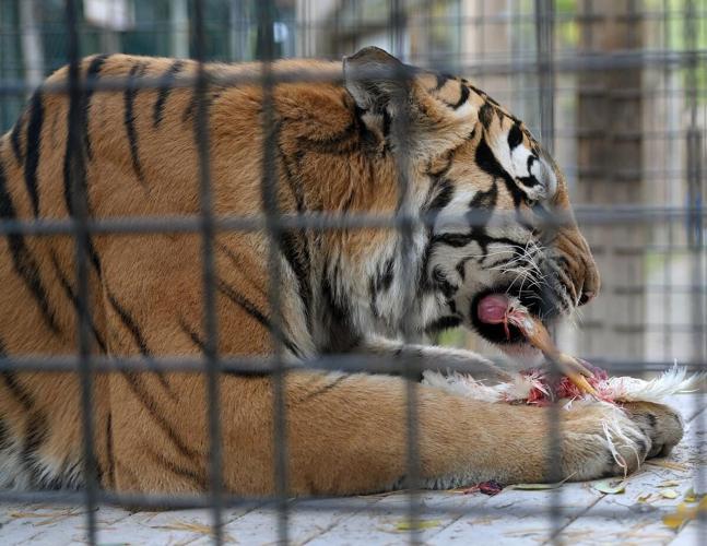 Killman Zoo owners respond to critical report