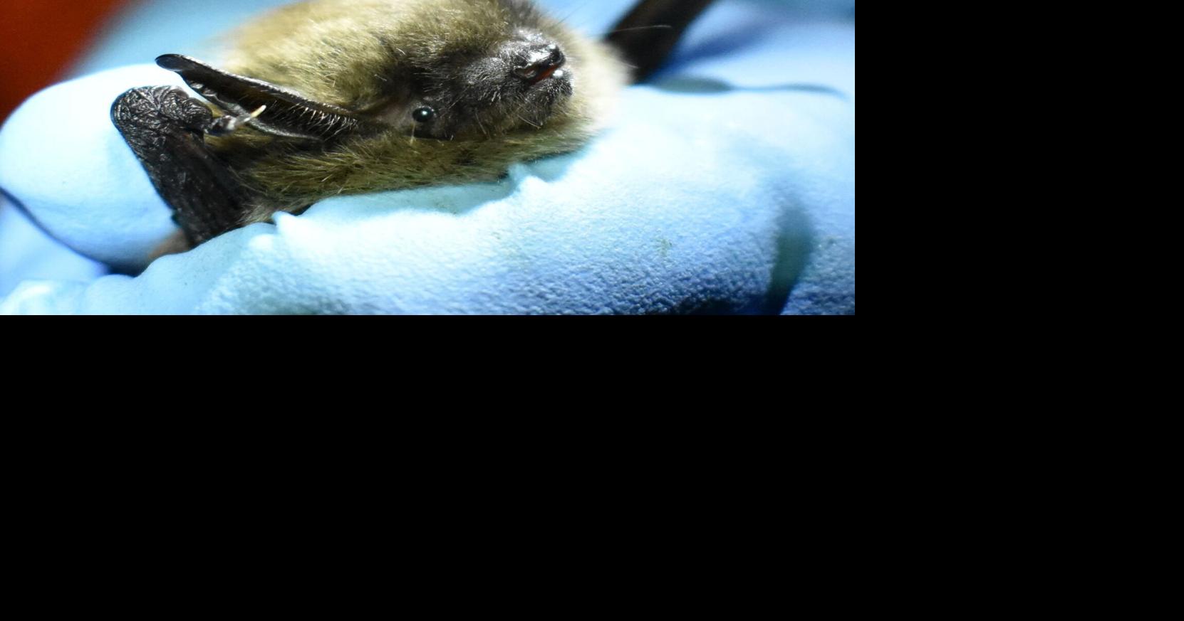 Child’s rabies death a grim reminder of a stealth killer