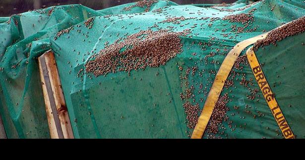 Truck hauling 12 million bees overturns