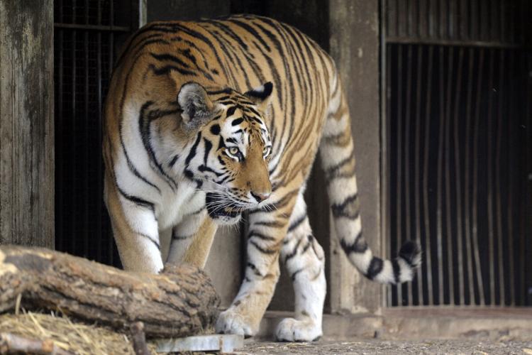 Tiger escapes zoo enclosure, kills keeper