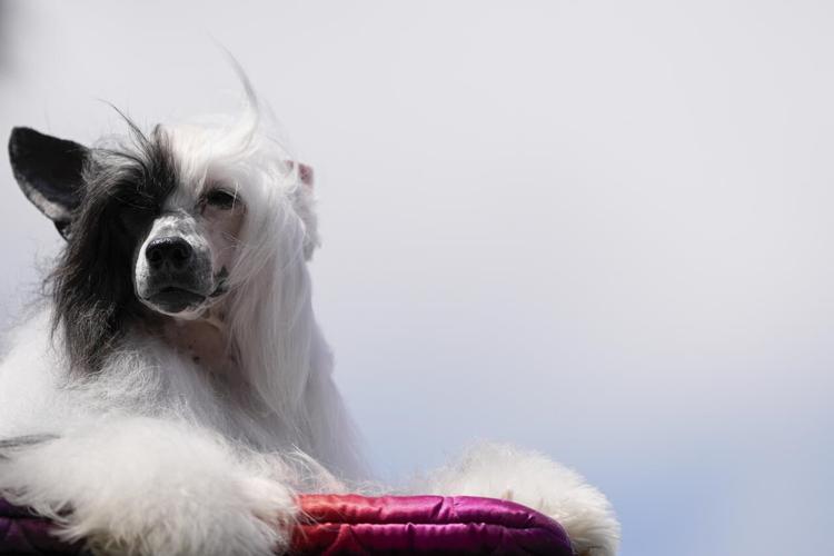 Miniature poodle named Sage wins Westminster Kennel Club dog show