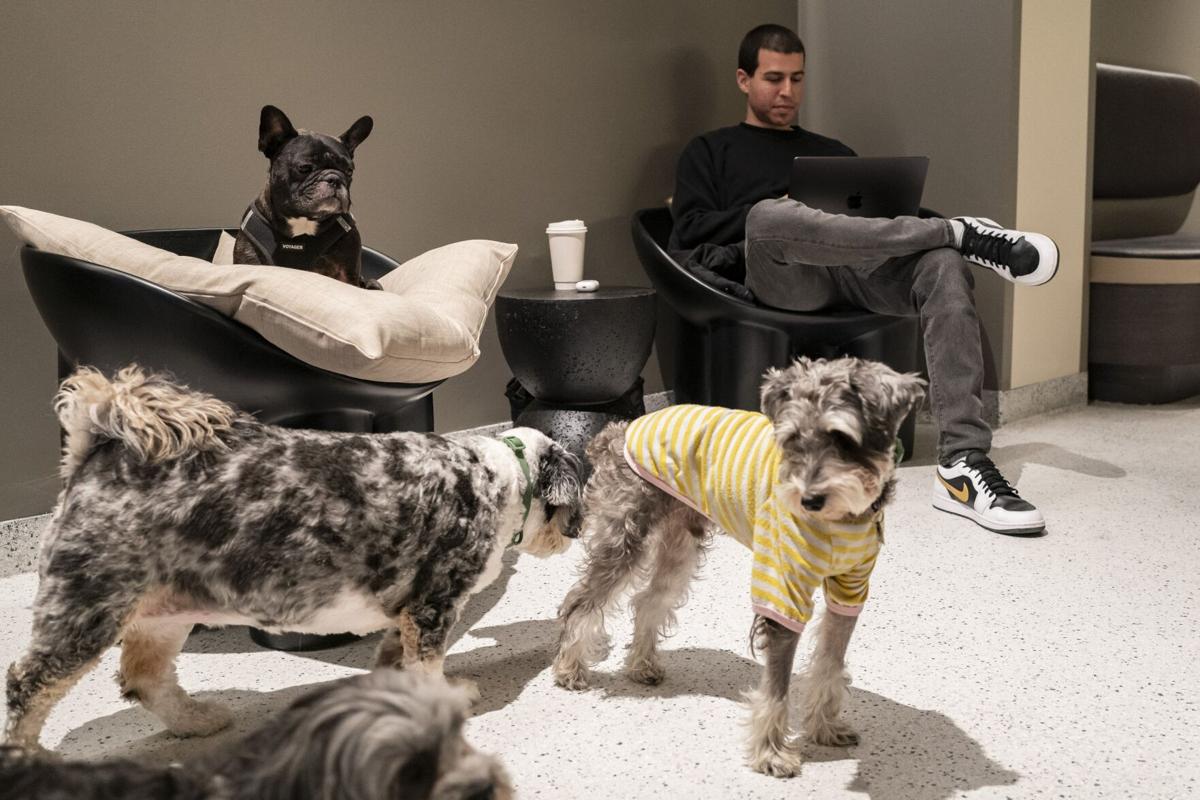 This new canine social club combines two Toronto passions: hustle ...