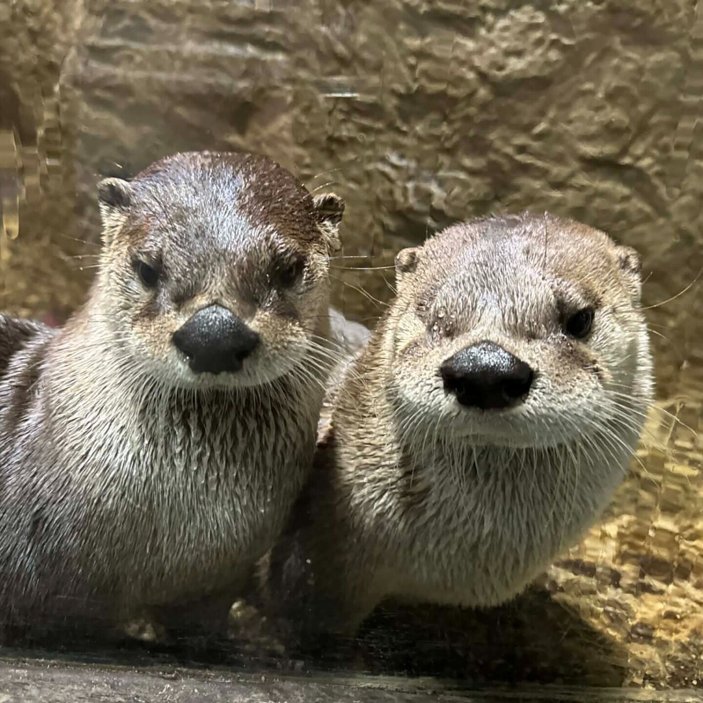 Toronto Zoo’s North American river otter pregnant with twins