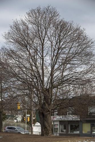 Not even fire could take down ‘Stumpy,’ a historical, cherished ...