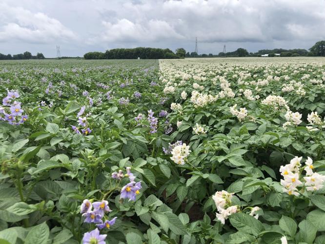 With regenerative potato production practices, soil knows its place