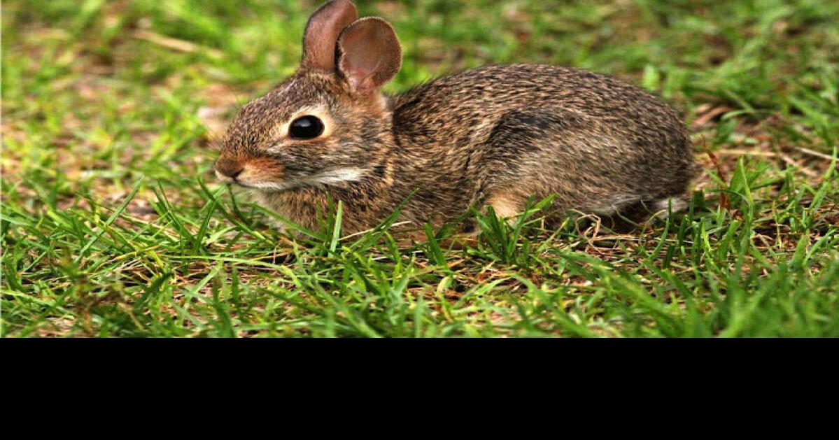 Wild in the City: rabbits’ reproductive prowess matched by their mortality