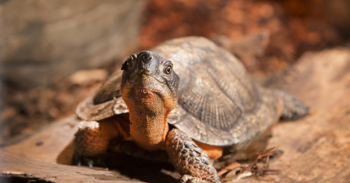 Municipal leaders, scientists blast Ford government over sweeping ...