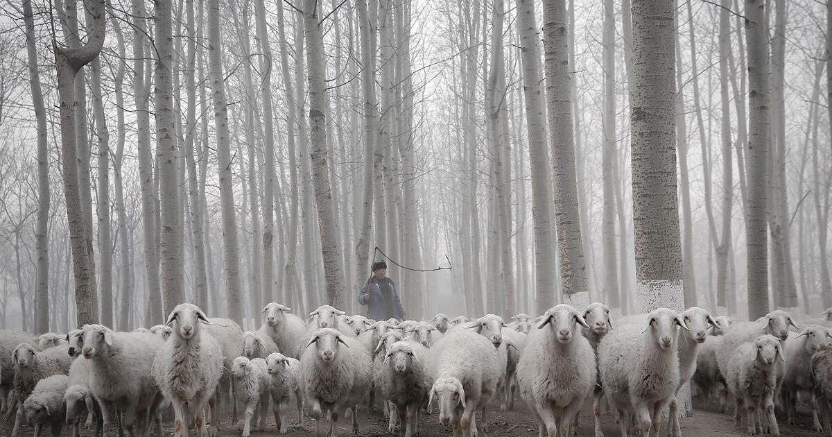 Chinese Shepherd Leads His Flock