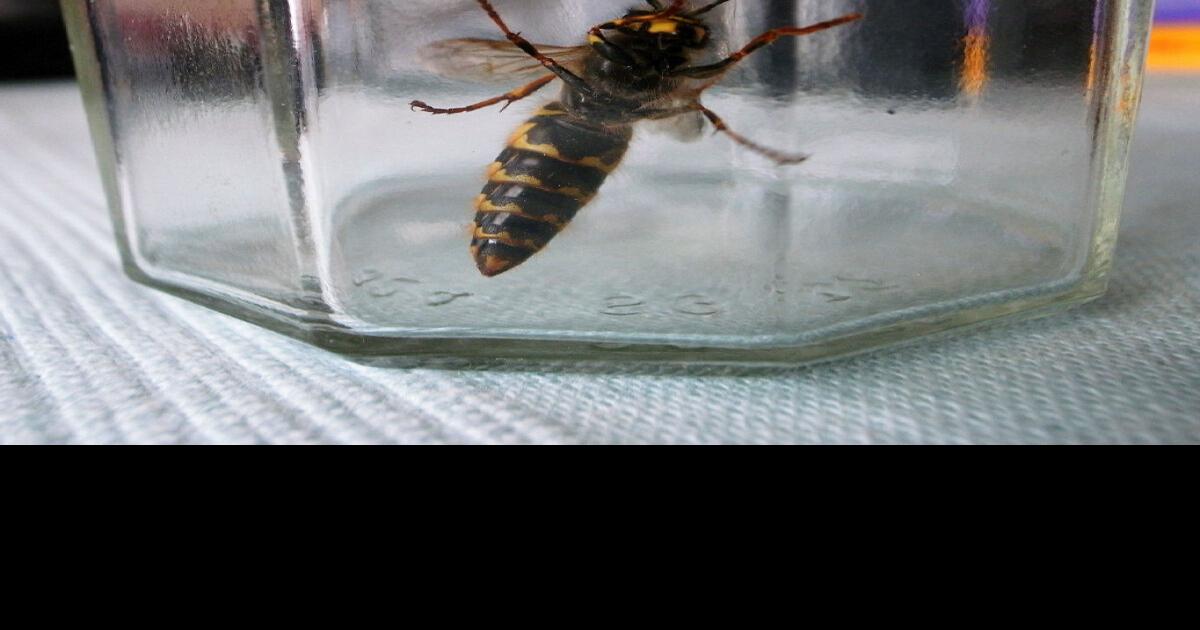 Bugs help create tasty new beers, scientists discover