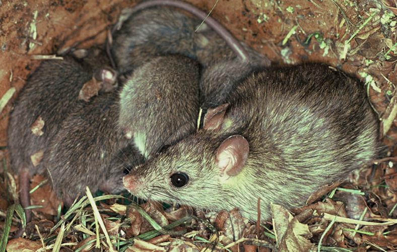 Rats on remote South Georgia Island exterminated by the millions