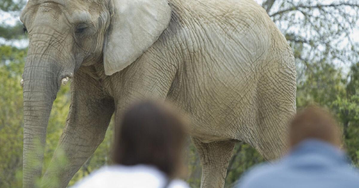Will Toronto’s elephants get their own ‘Dumbo drop’?