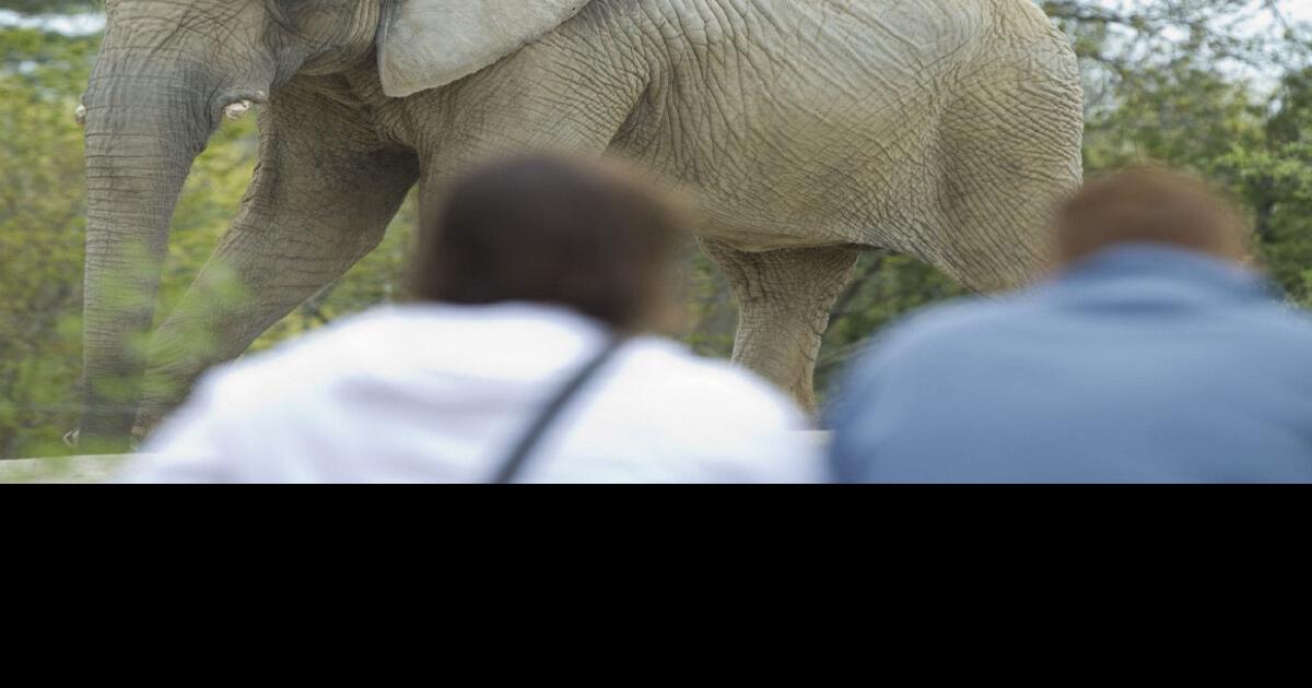 Will Toronto’s elephants get their own ‘Dumbo drop’?