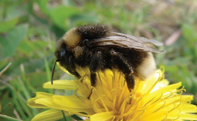 Ontario updating the province’s Endangered Species Act
