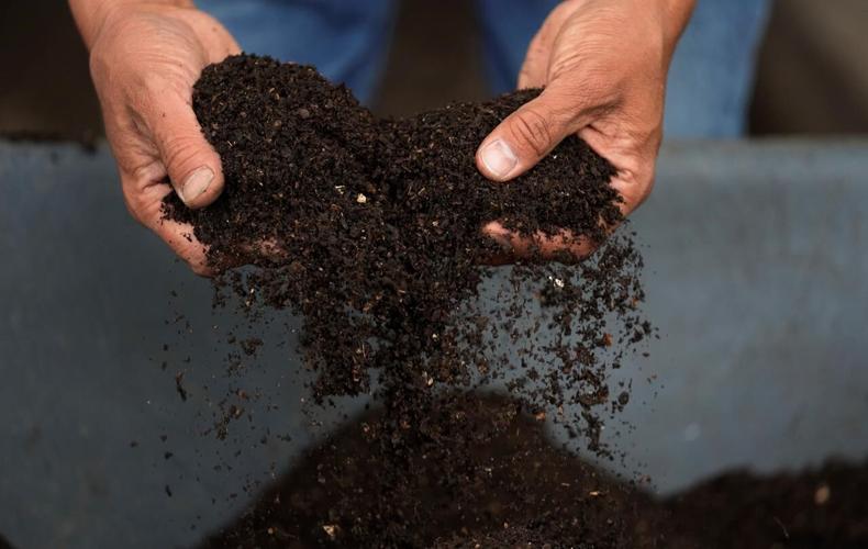Hard-working Colombian beetles clean garbage, retire as pets