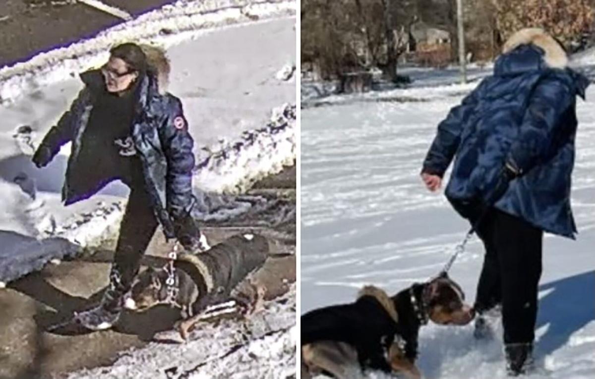 pitbull attacks owner in elevator