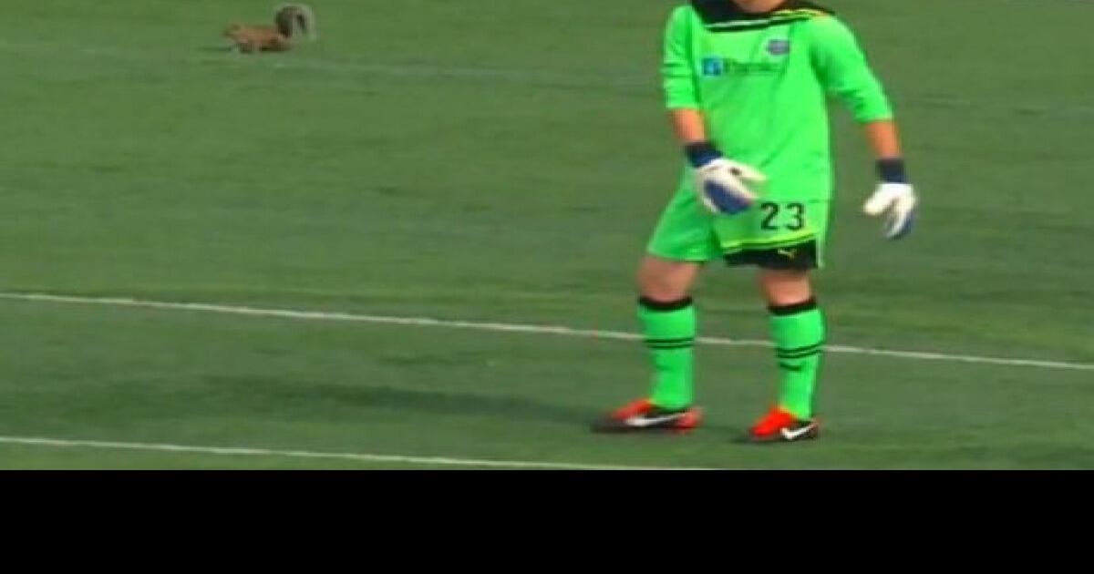 Watch the video: Breakdancing squirrel interrupts soccer game