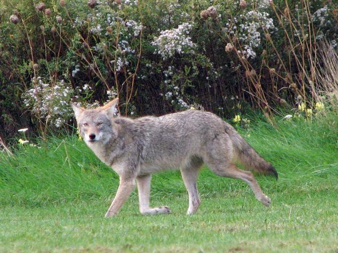 Coyote and coywolf attacks on pets have communities worried