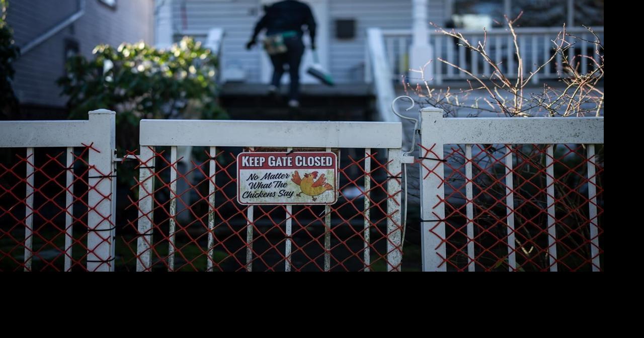 Vancouver backyard chickens practise social distancing from wild birds ...