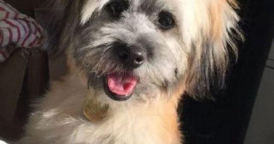 Kobe the dog found after being stolen from outside downtown McDonald’s